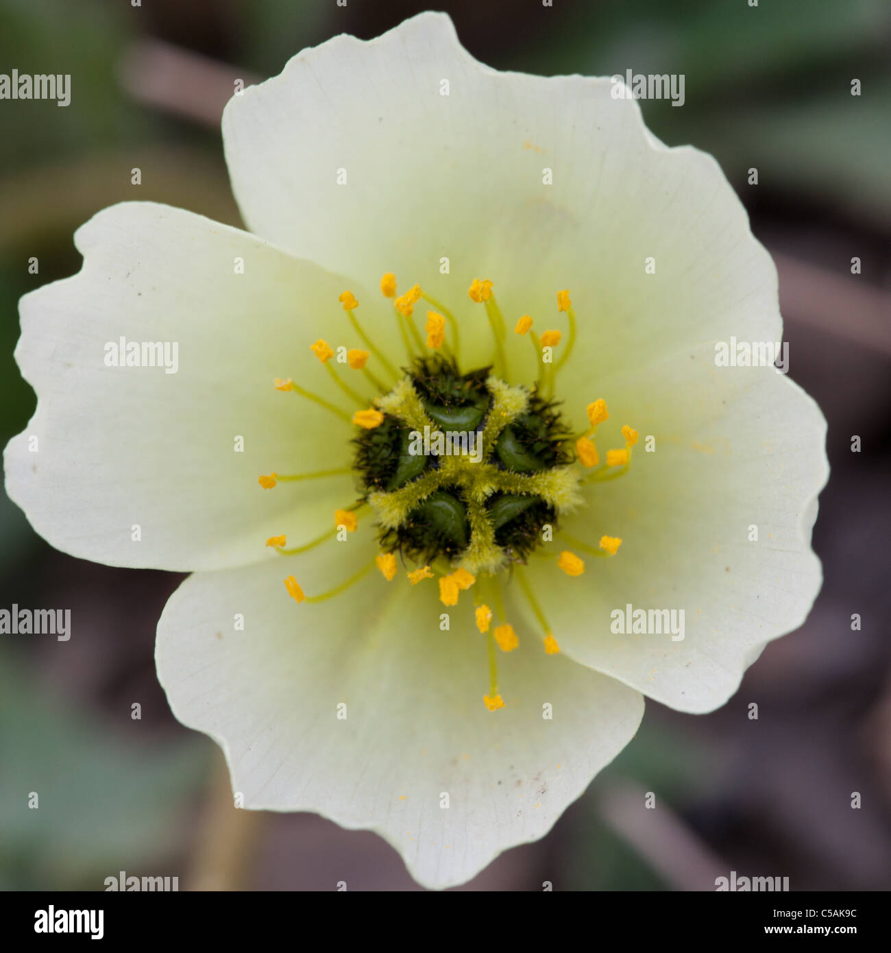 macro of a svalbard poppy Stock Photo - Alamy