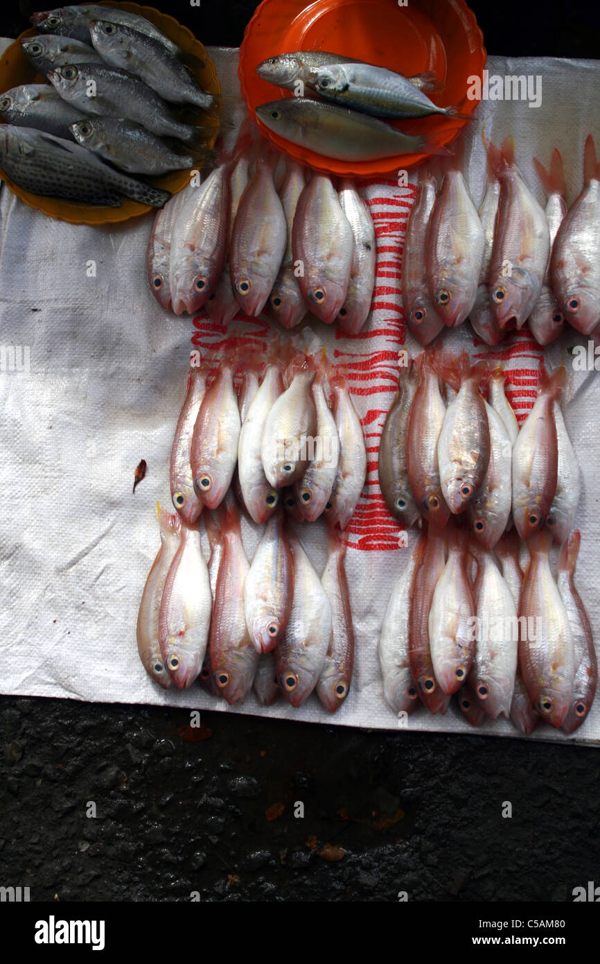 Tuaran Sabah Borneo East Malaysia Stock Photo - Alamy