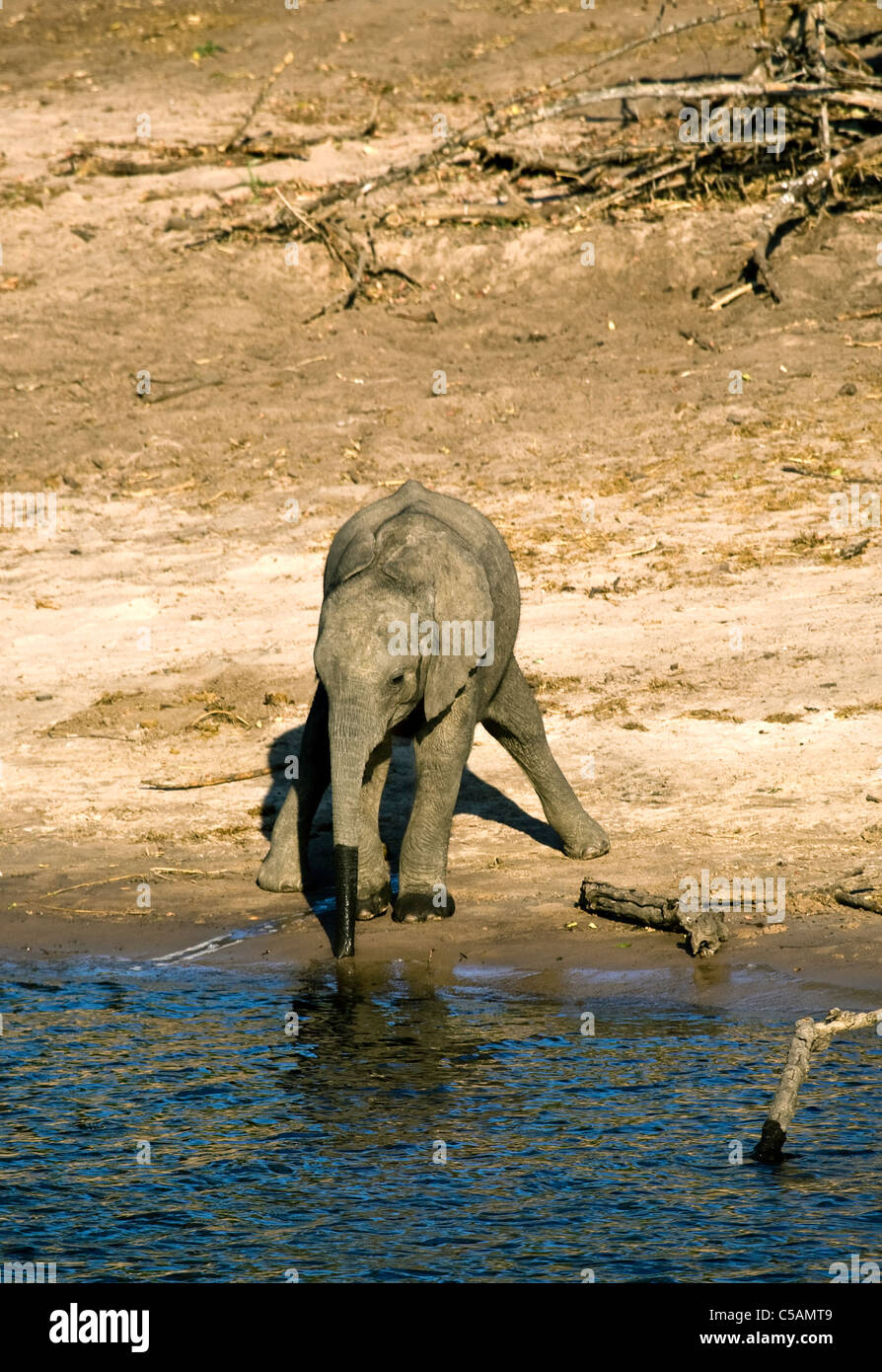 Baby African elephant drinking, boat safari, Chobi National park ...