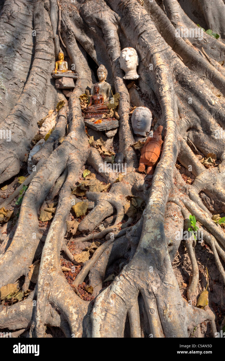 Roots of Bodhi Tree, Wat Si Sawai, Sukhothai, Thailand Stock Photo - Alamy