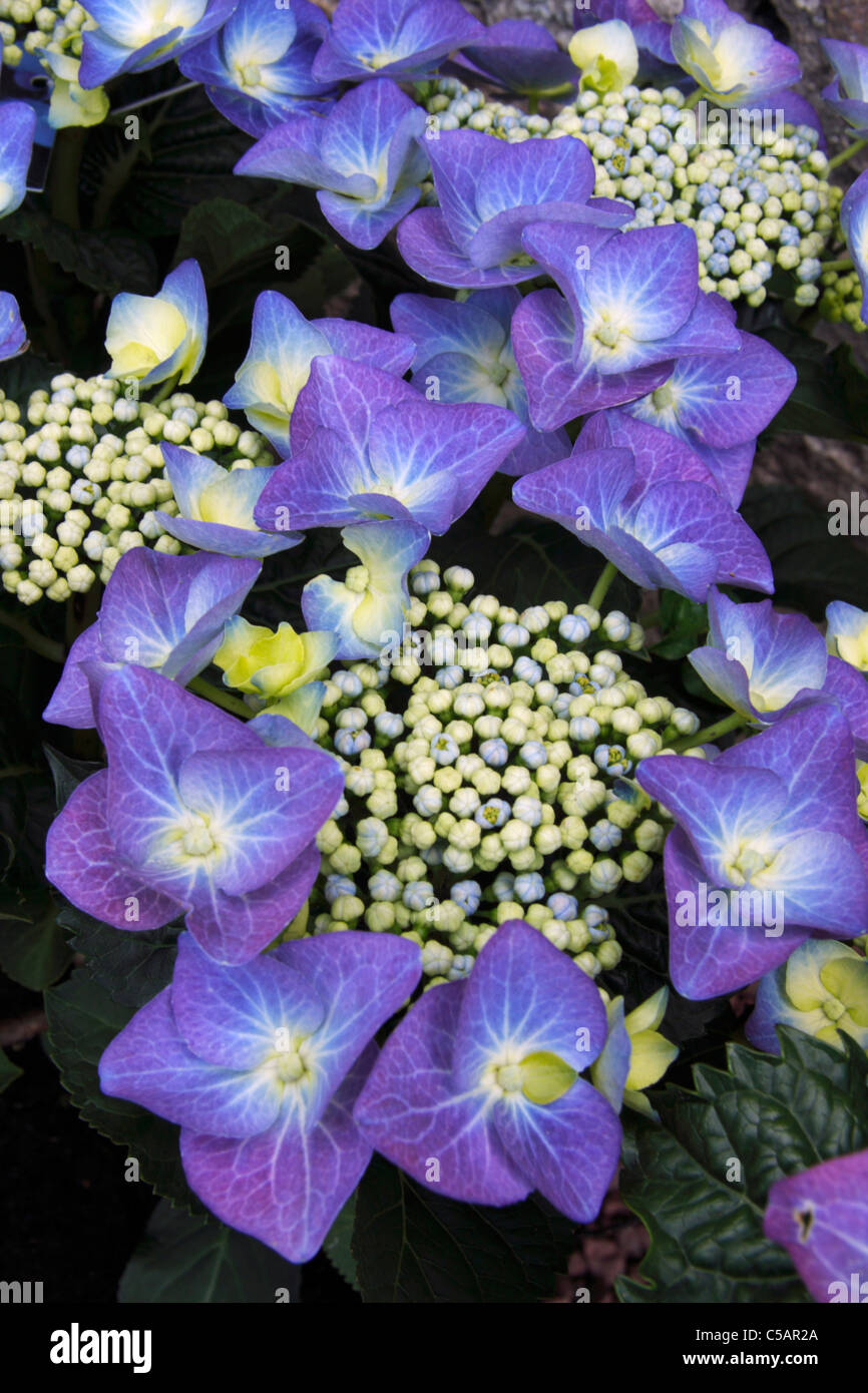 Hydrangea macrophylla teller blue hi-res stock photography and images ...