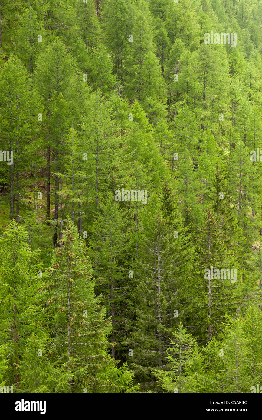 Norway spruce hi-res stock photography and images - Alamy