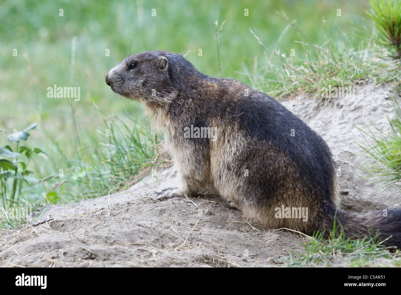 Marmot, Marmota marmota Stock Photo - Alamy