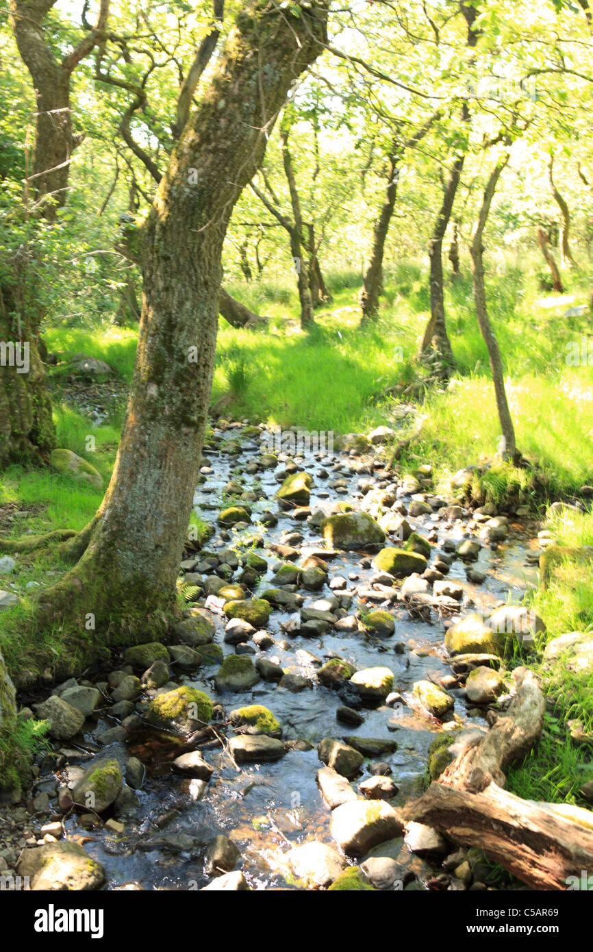 Stream through forest on a summer's day, Vale of Neath Waterfall ...