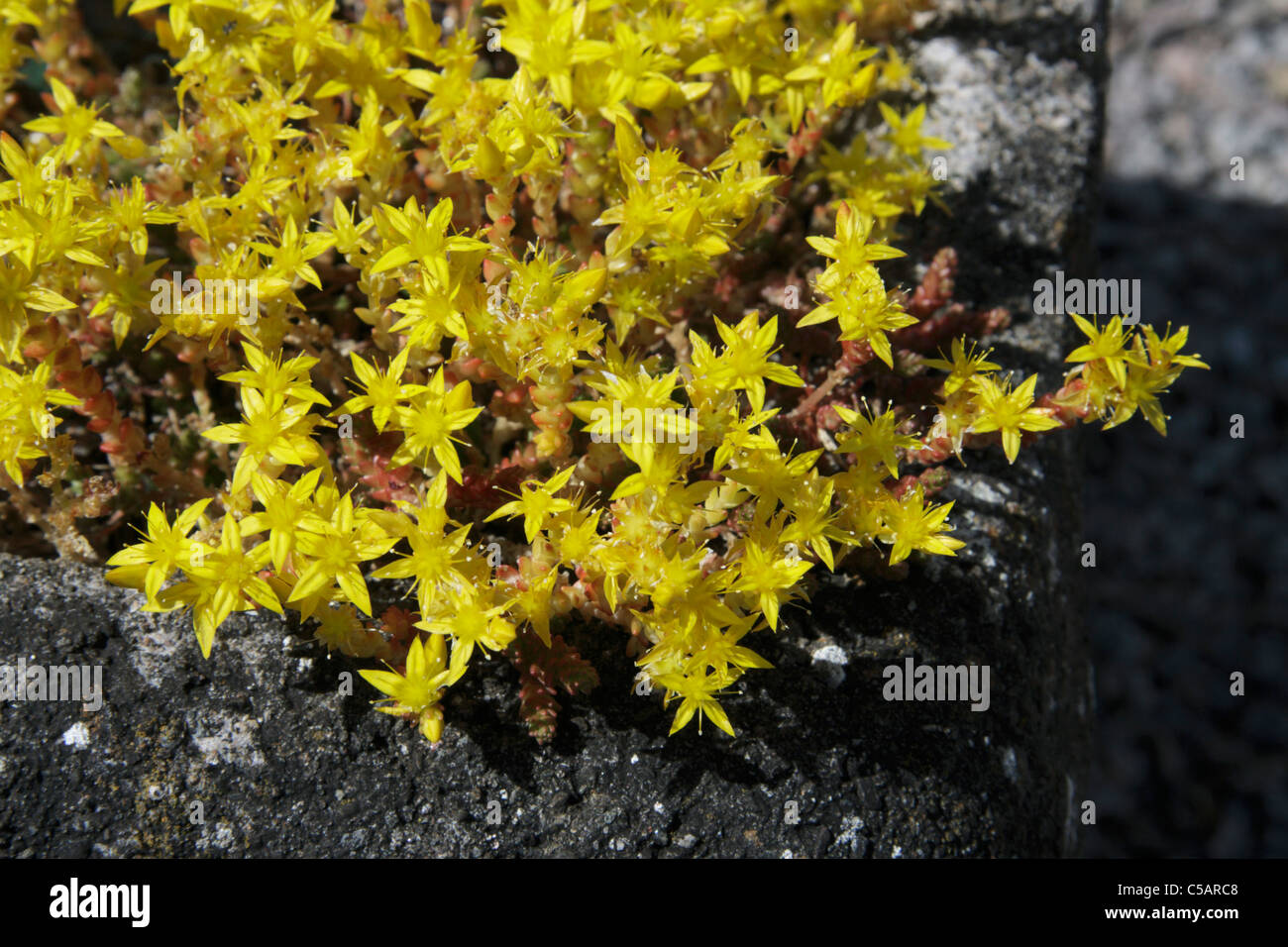 Yellow flowers of Sedum acre in alpine trough in garden Stock Photo - Alamy