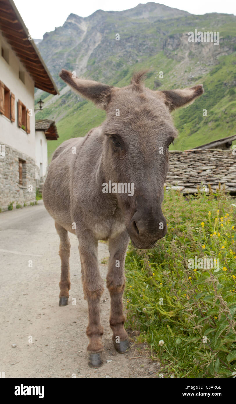 Donkey, Italian Alps, Italy Stock Photo - Alamy
