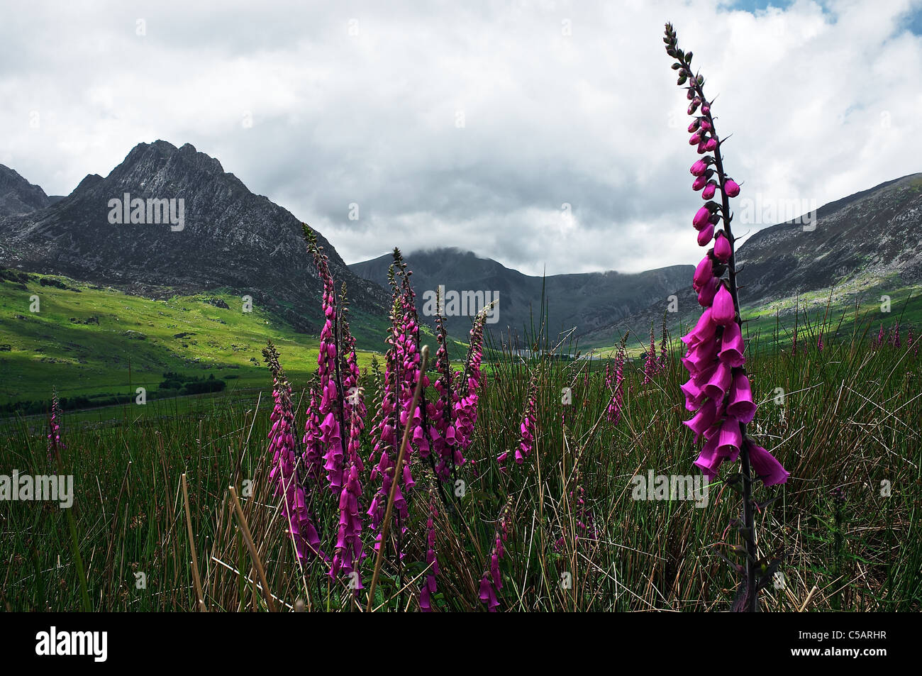 Snowdonia wild flowers hi-res stock photography and images - Alamy