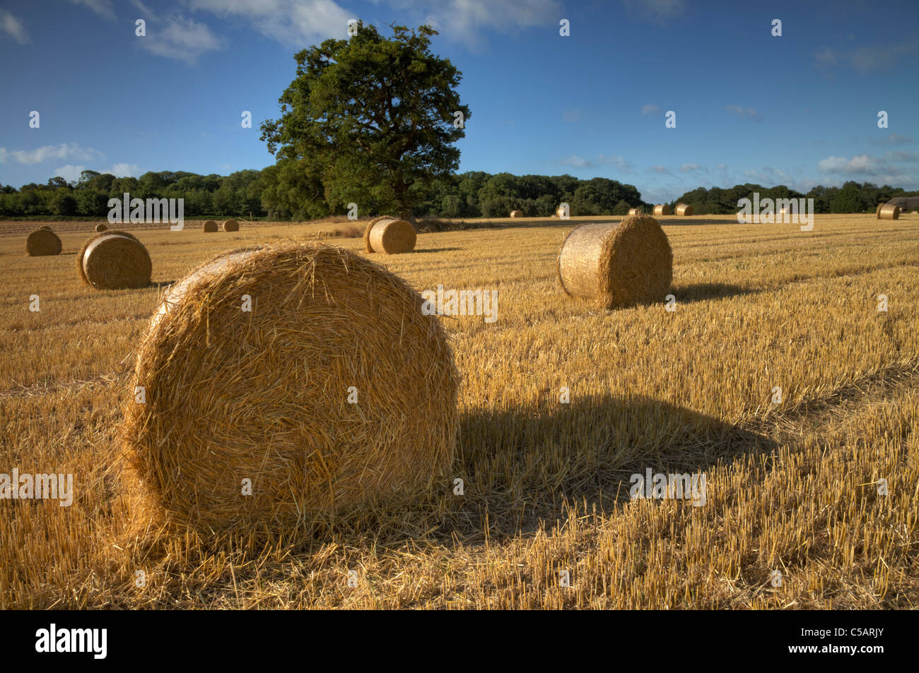 Field of straw bales hi-res stock photography and images - Alamy