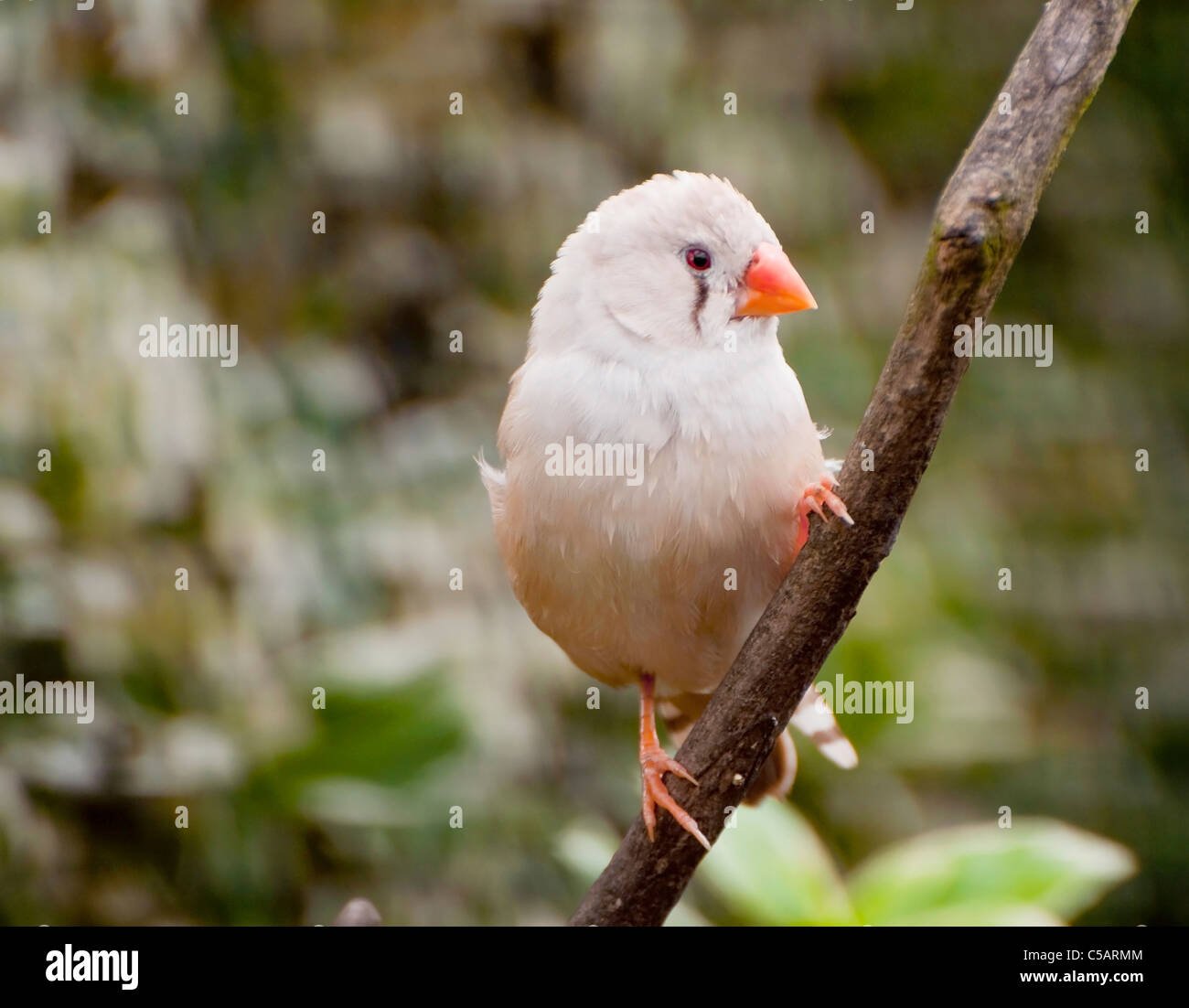 A fawn hen zebra finch Stock Photo - Alamy