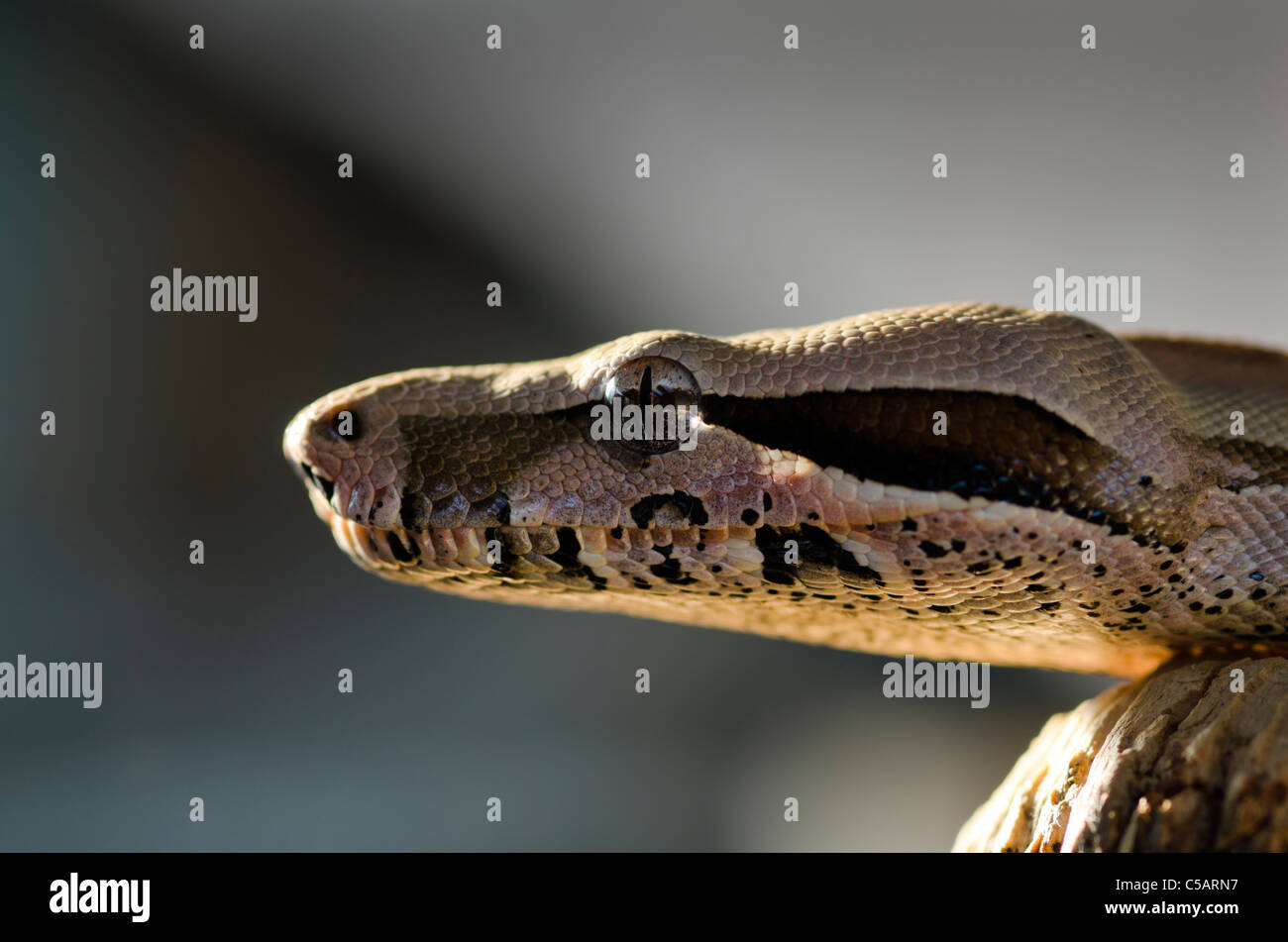 Boa constrictor hi-res stock photography and images - Alamy