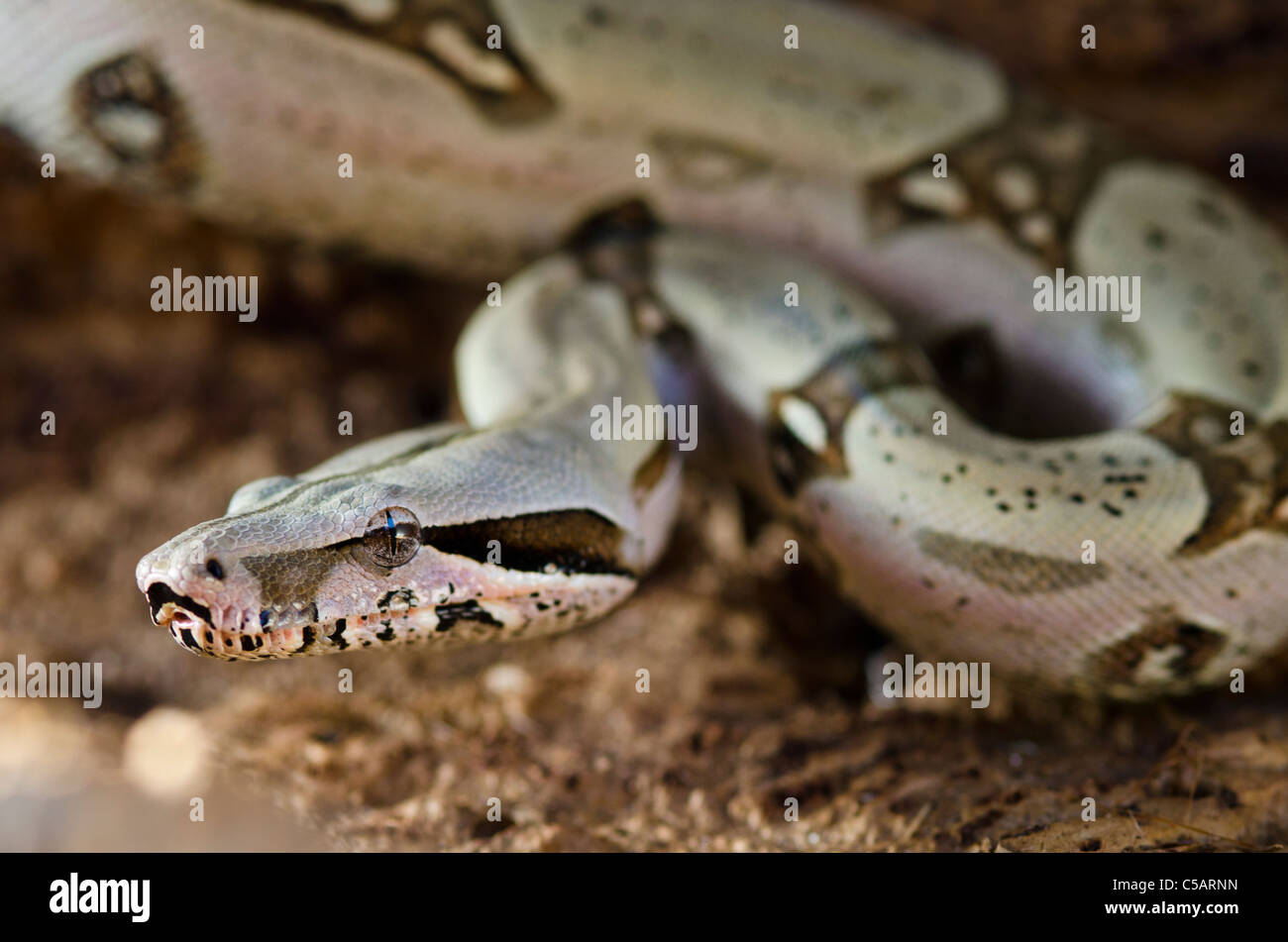 Boa constrictor hi-res stock photography and images - Alamy