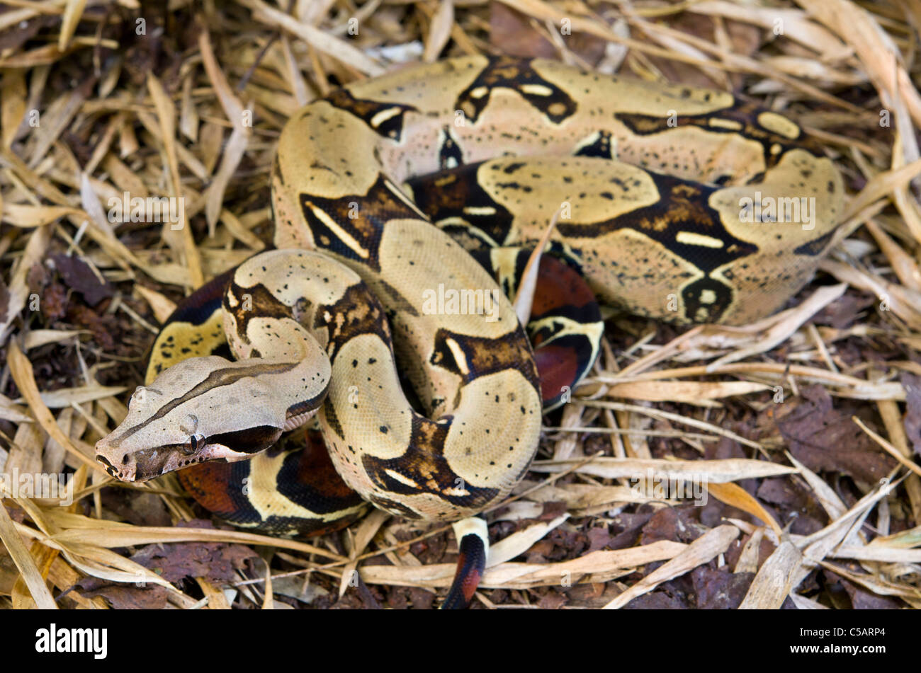 Peruvian boa constrictor Stock Photo - Alamy