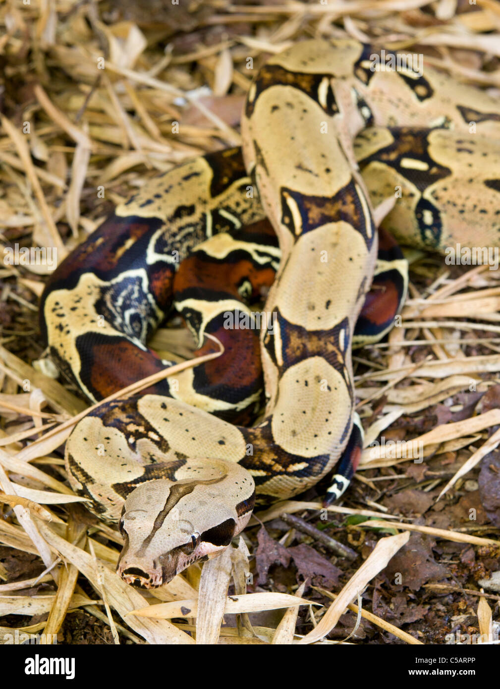 Peruvian boa constrictor Stock Photo - Alamy