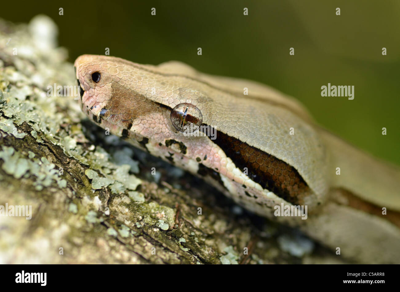 Boa Constrictor, close up of head Stock Photo - Alamy