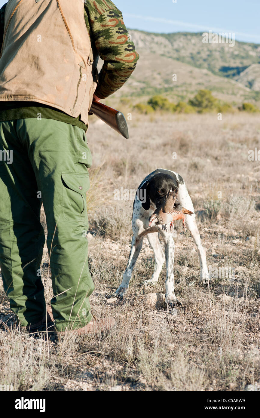 Pointer hunting dog retreiving a quail to the hunter Stock Photo - Alamy