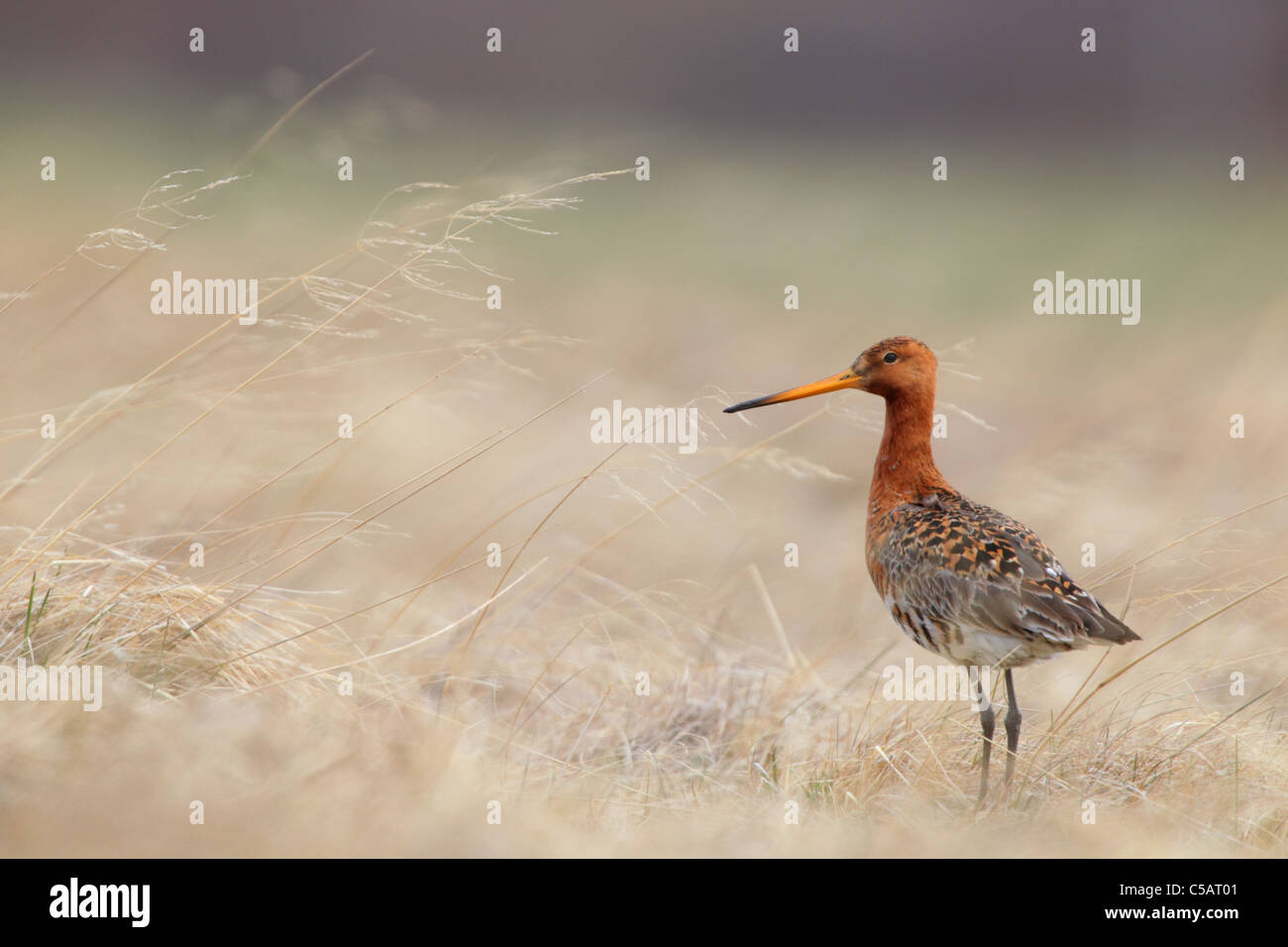 Black-tailed Godwit (Limosa limosa), Europe Stock Photo - Alamy