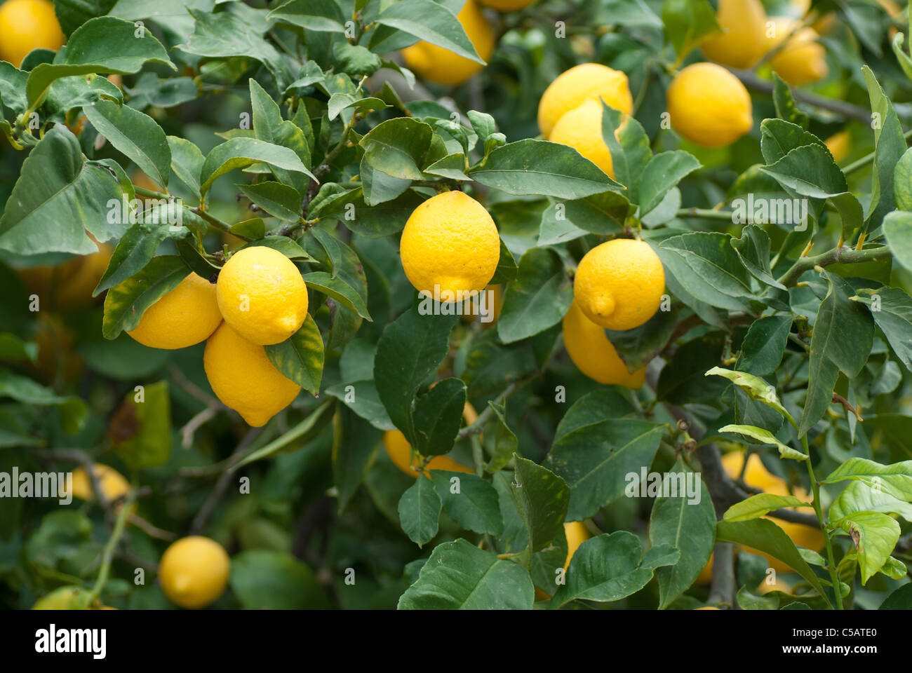 A lemon tree loaded with ripe fruit Stock Photo - Alamy