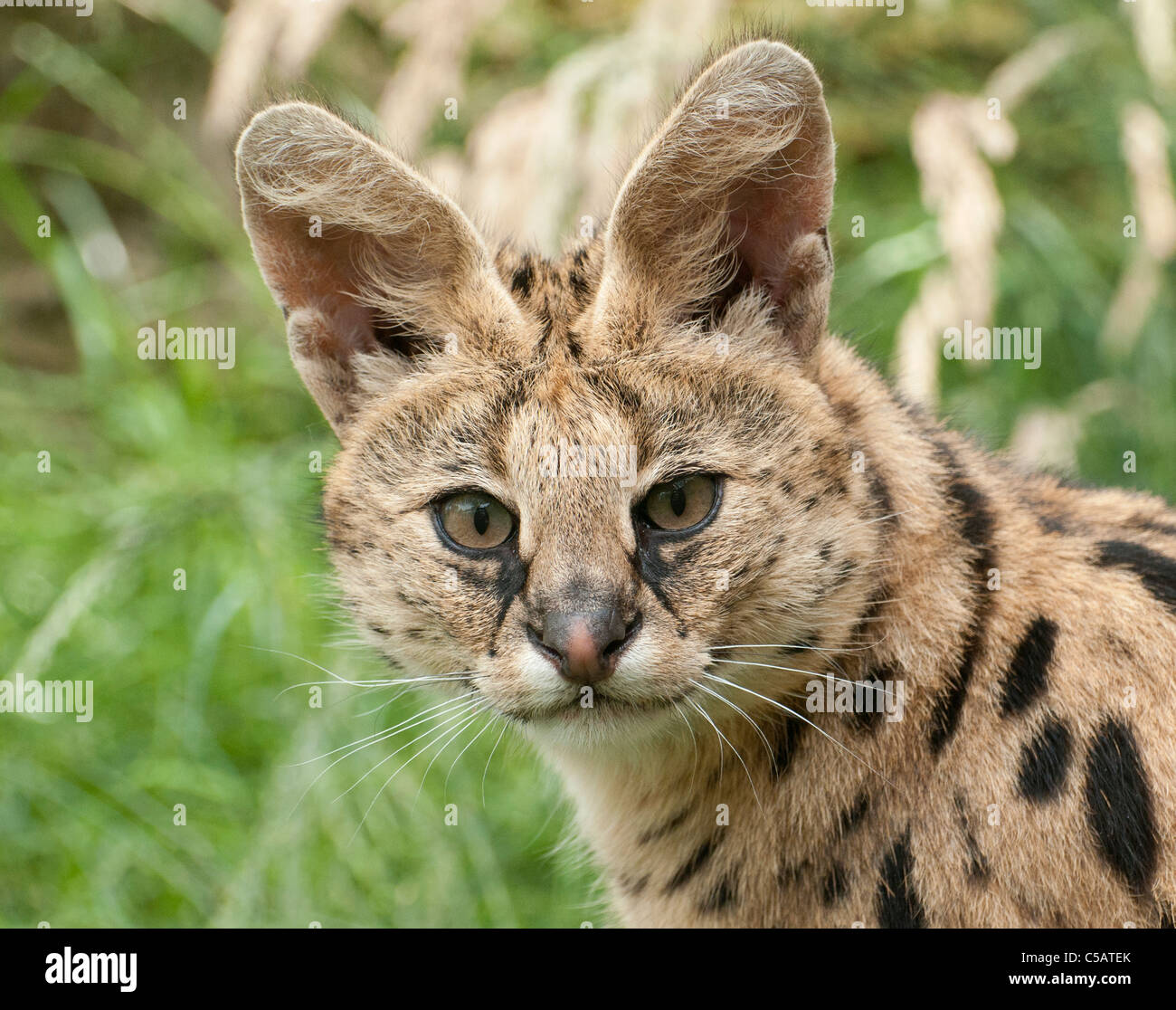 Serval eyes hi-res stock photography and images - Alamy
