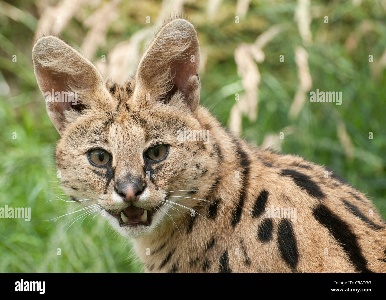 Serval looking towards camera Stock Photo - Alamy