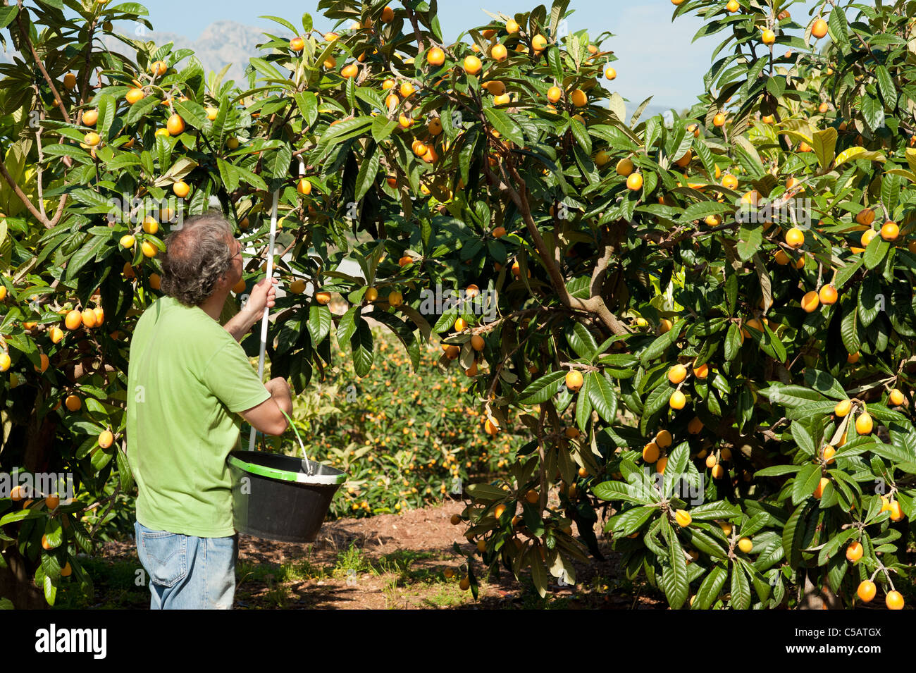 Agricultural worker during the loquat harvest season Stock Photo - Alamy