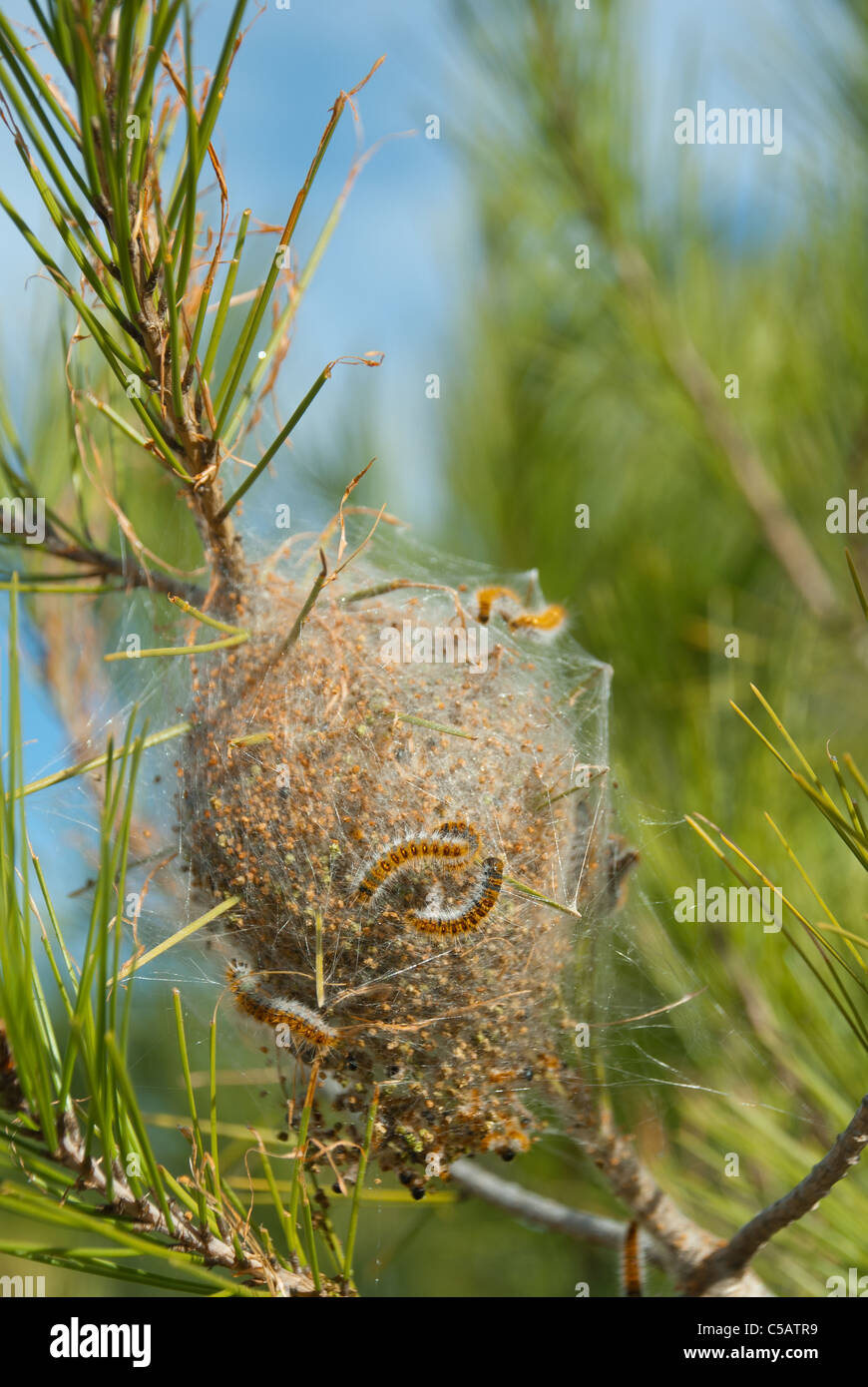 Processionary larvae, a major pine tree pest, building their nest Stock ...