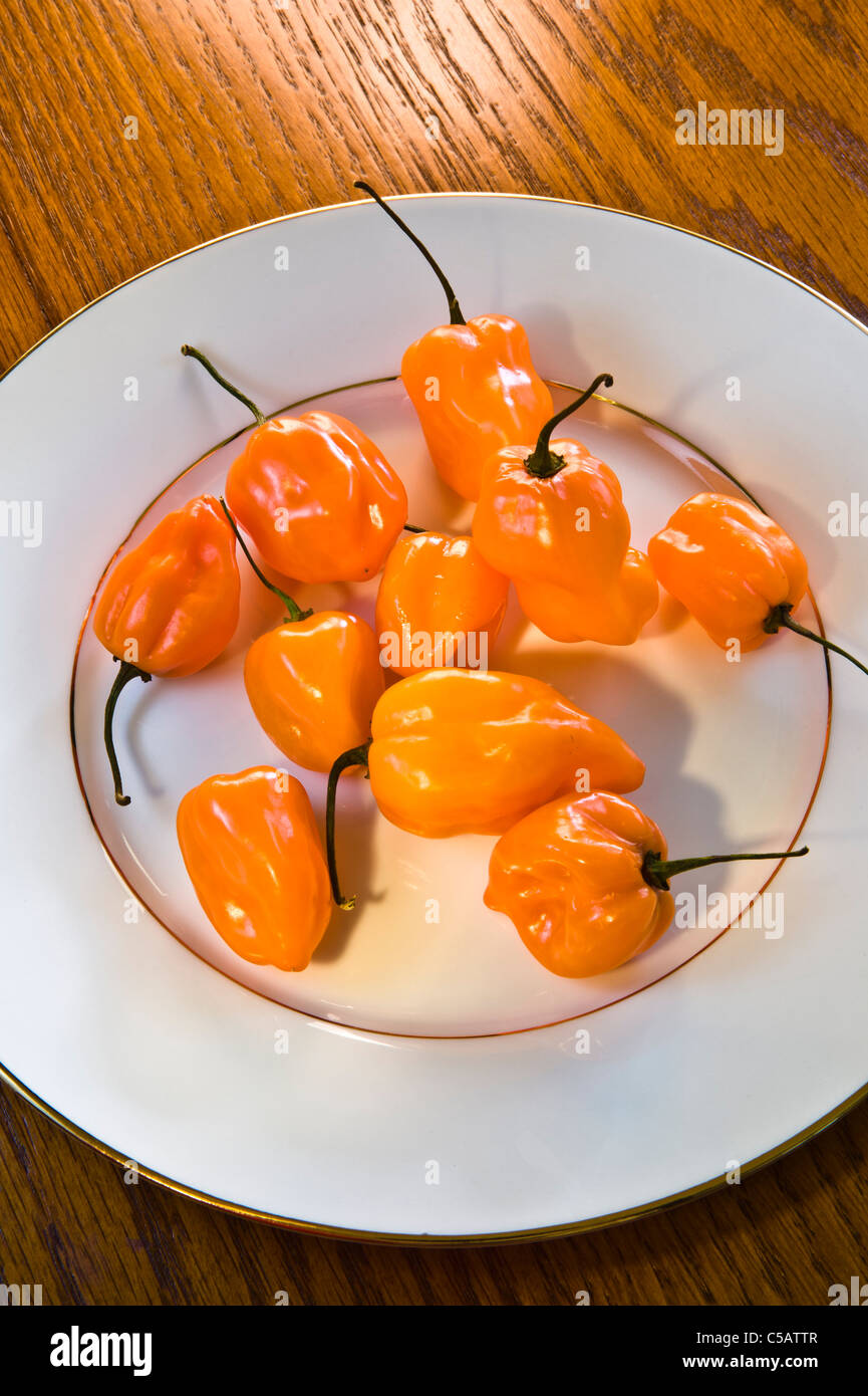 These little orange guys are 40 times hotter then Jalapeños! Stock ...