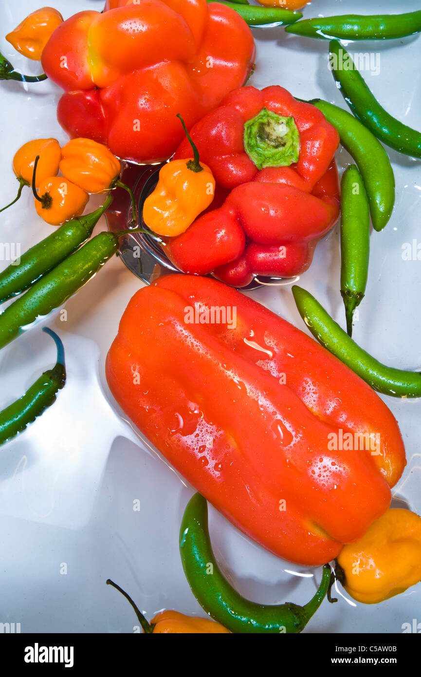 Washed red, serrano, shishito and habanero peppers floating in sink ...
