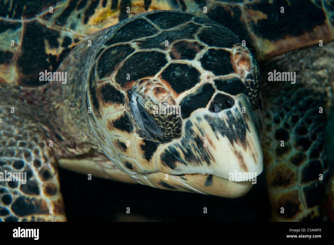 Hawksbill turtle head shot on a reef in Little Cayman Stock Photo - Alamy