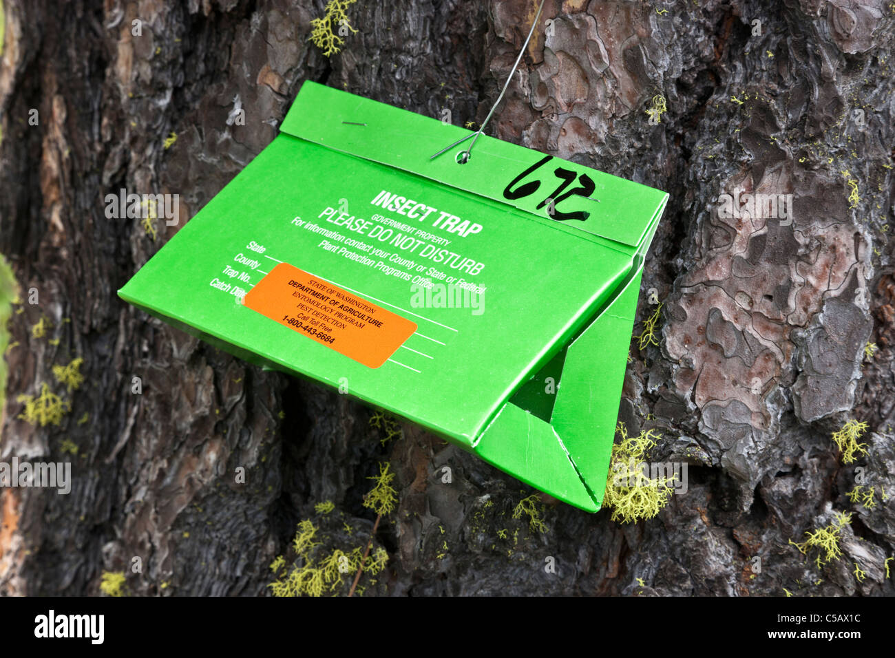 Insect trap, secured Ponderosa Pine Stock Photo - Alamy
