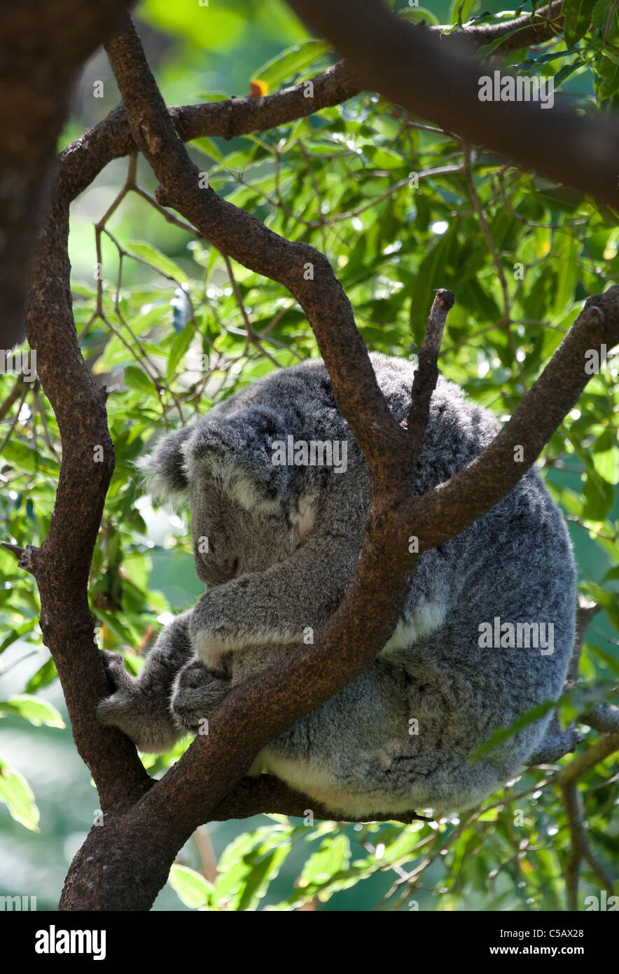 Australian native marsupial hi-res stock photography and images - Alamy