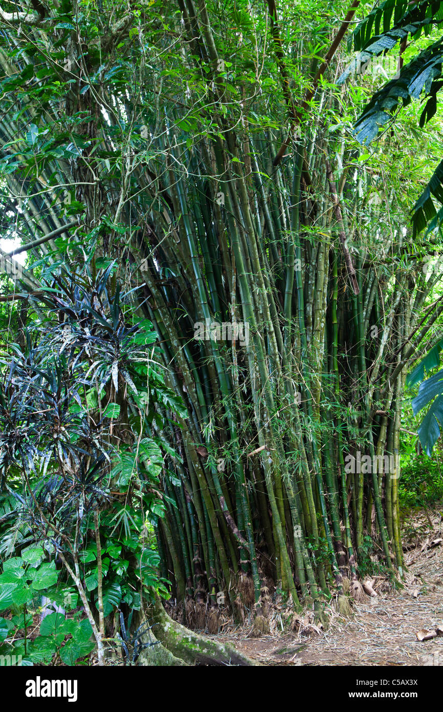 Vanuatu mele efate hi-res stock photography and images - Alamy