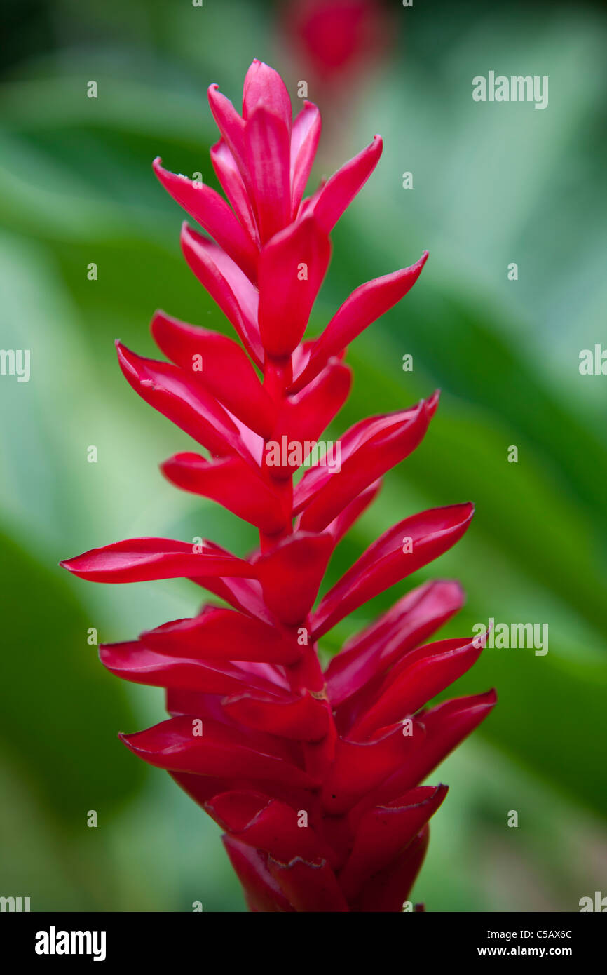 Local flora Mele Cascades, Efate, Vanuatu Stock Photo - Alamy