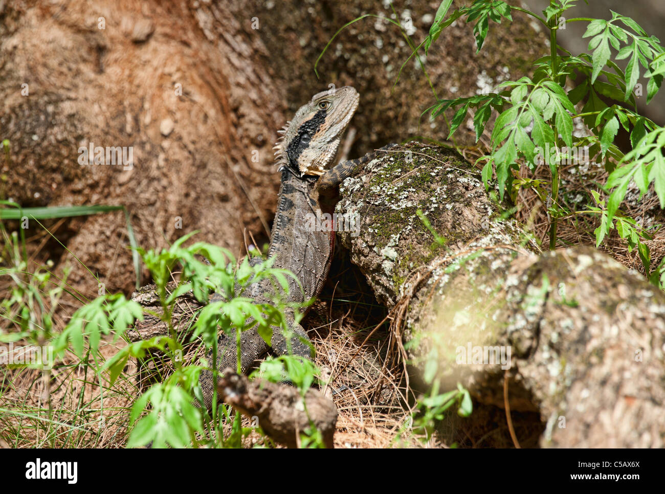 an australian eastern water dragon lizard Stock Photo - Alamy