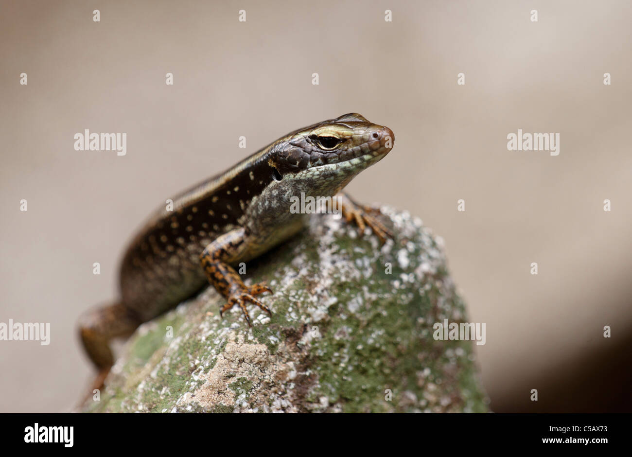 Rock skink hi-res stock photography and images - Alamy