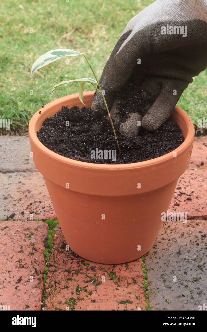 Variegated fig tree cutting hi-res stock photography and images - Alamy