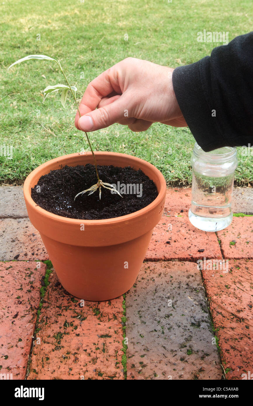 Variegated fig tree cutting hi-res stock photography and images - Alamy