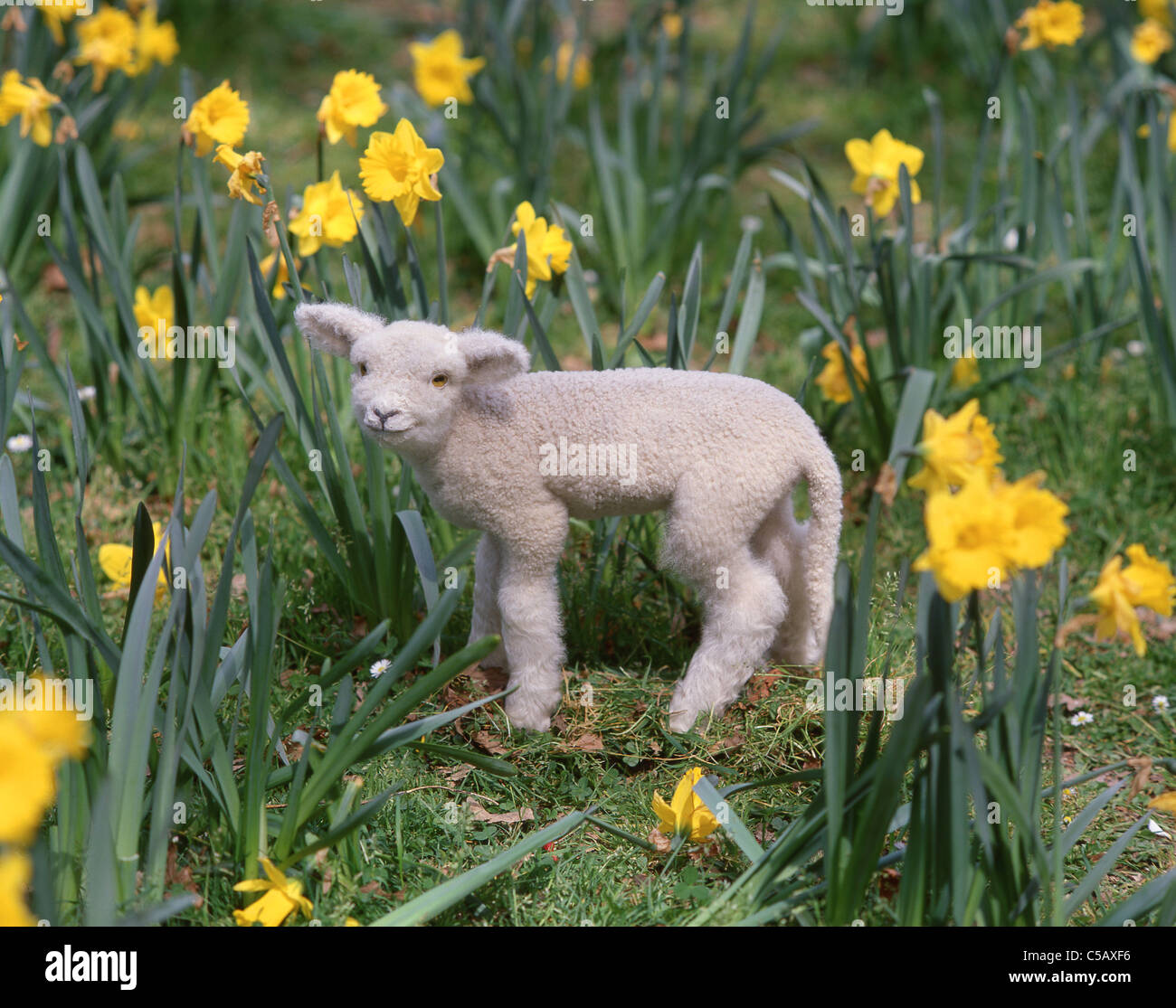 Spring lamb in field of dafffodils, North Canterbury, Canterbury Region ...