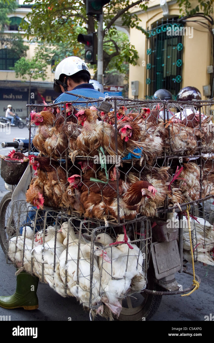 Duck chicken man on motorbike hi-res stock photography and images - Alamy