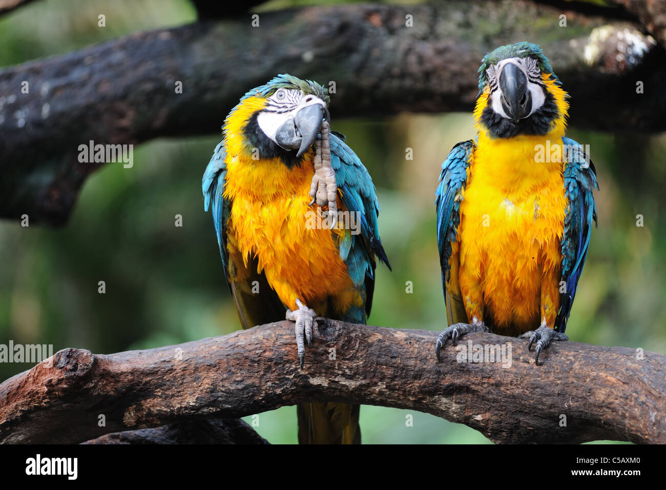 Two Parrot birds standing side by side Stock Photo - Alamy