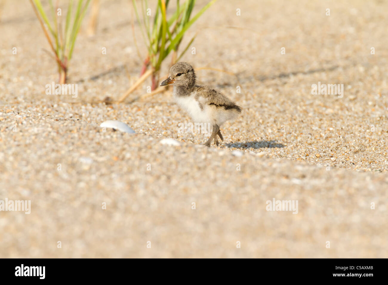 Oystercatcher with chick hi-res stock photography and images - Alamy