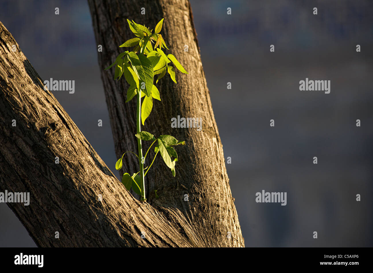 Sprouting green shoot on tree Stock Photo - Alamy