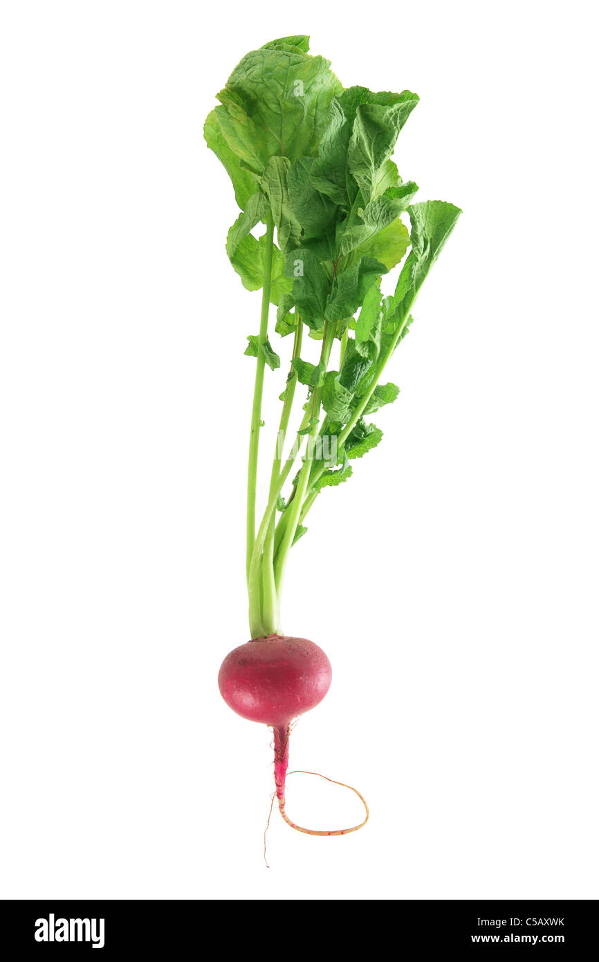 Cut radish leaves hi-res stock photography and images - Alamy