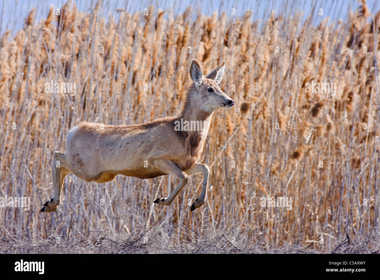 Mule Deer Running