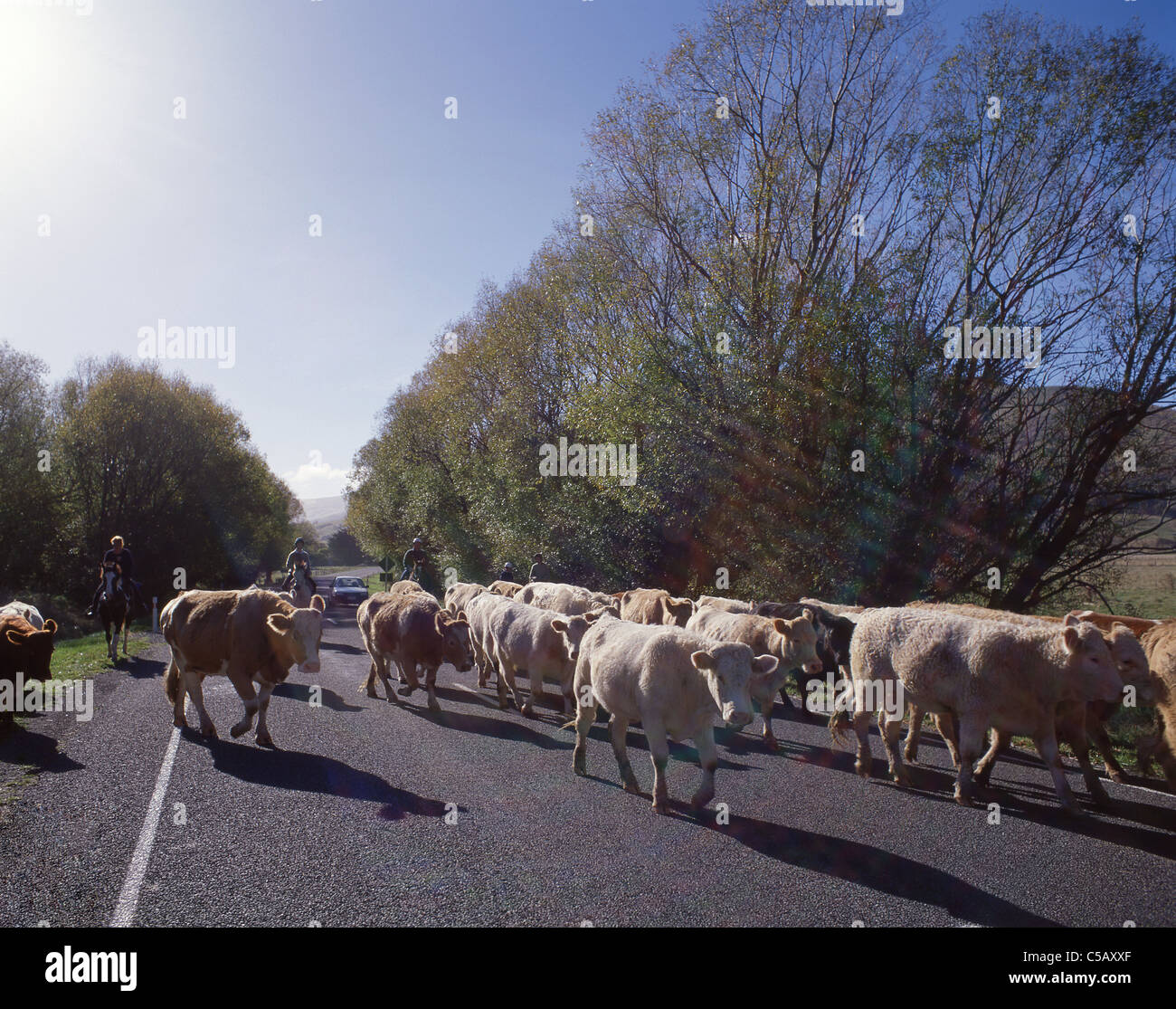 Road mustering of cattle, Little River, Banks Peninsula, Canterbury ...