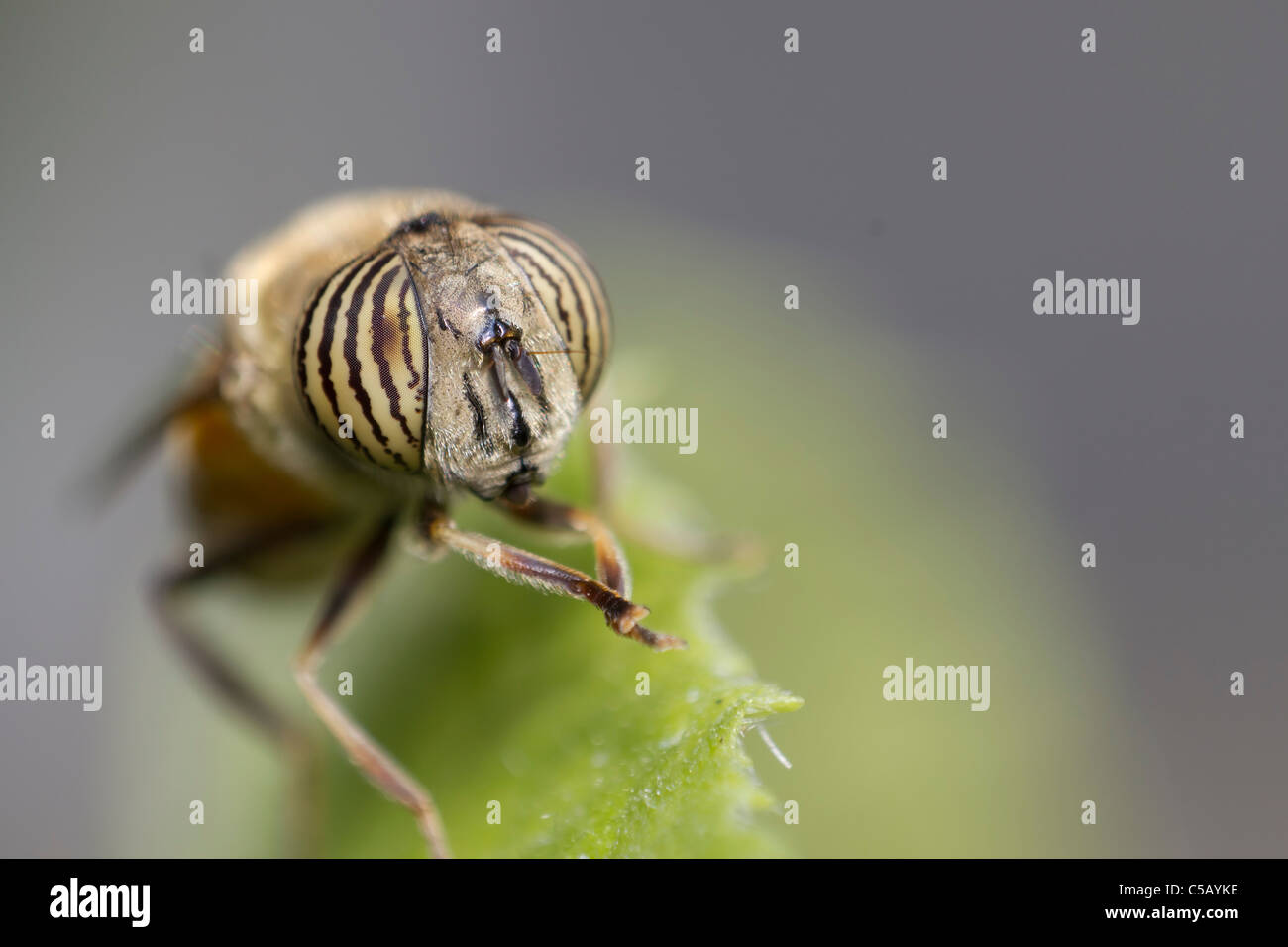 Hoover fly hi-res stock photography and images - Alamy