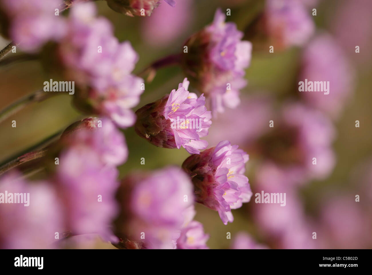 Close up of Armeria maritinum flowers. Also known as thrift or sea ...