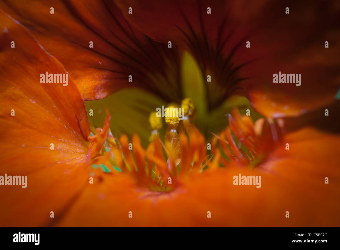 Inside a flower Stock Photo - Alamy