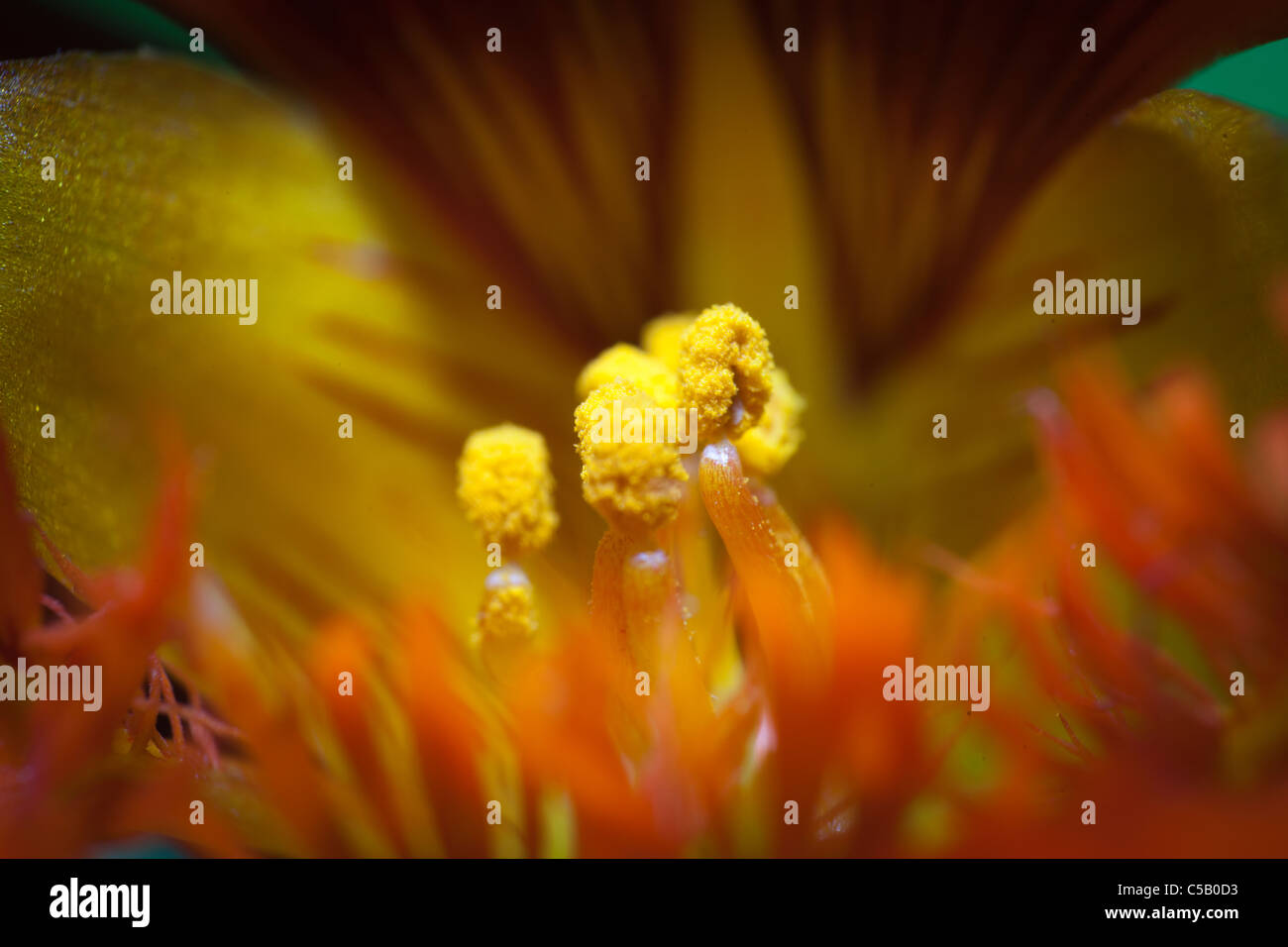 Inside a flower Stock Photo - Alamy