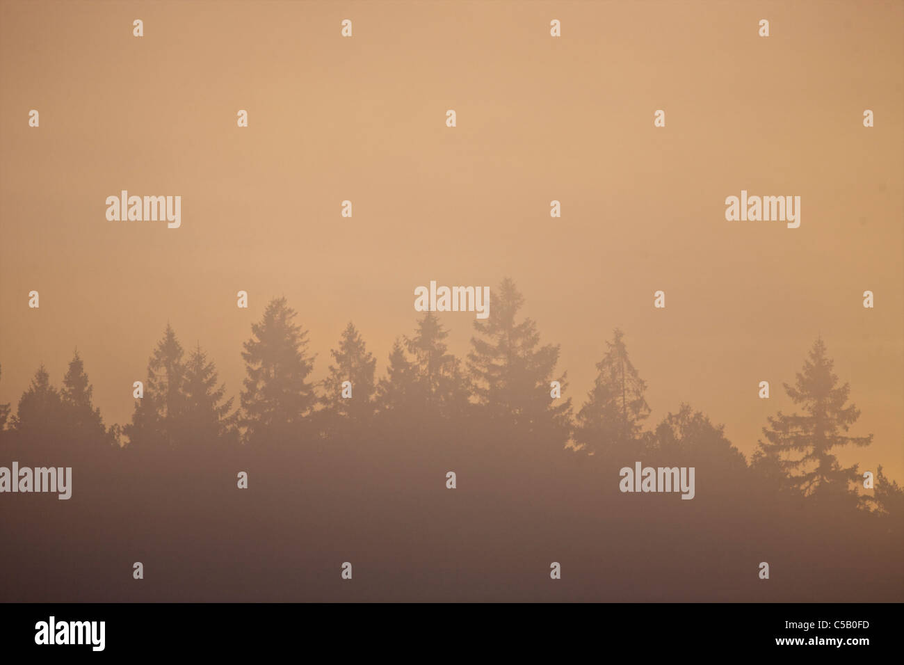 Mist over treetops High Resolution Stock Photography and Images - Alamy