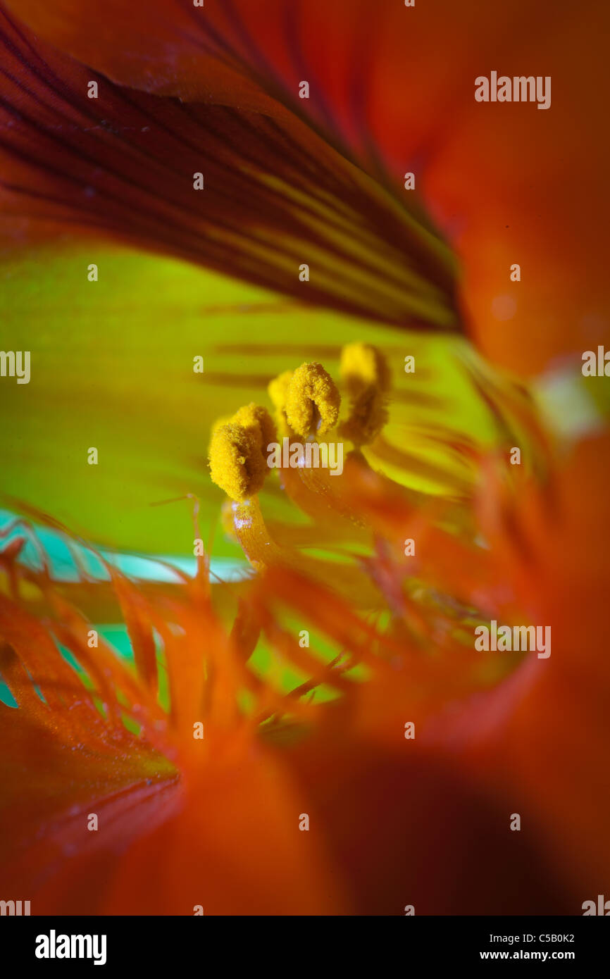 Pollen inside a flower hi-res stock photography and images - Alamy